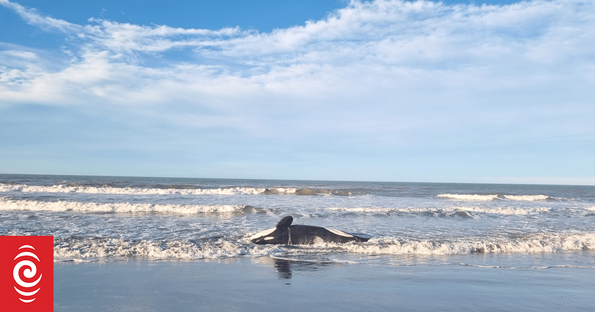 Dead orca discovered on beach in Christchurch | RNZ News