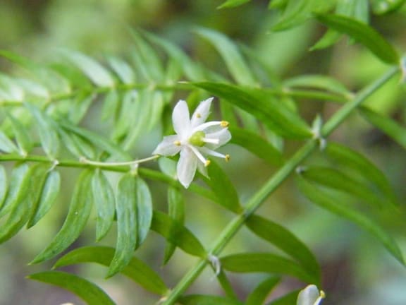 Auckland is the world's weediest city | A Gallery from Afternoons | RNZ ...