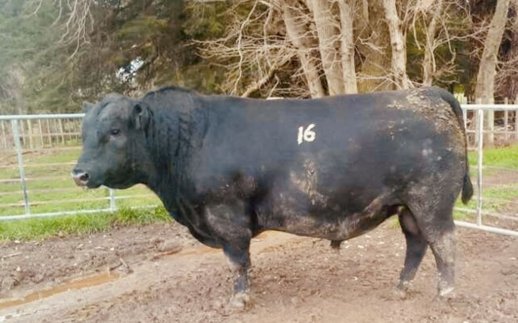 ‘Outstandingly good’ South Island bull sells for record $168k – The Buzz