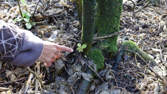 Ohinetahi Bush Reserve | A Gallery from News | RNZ