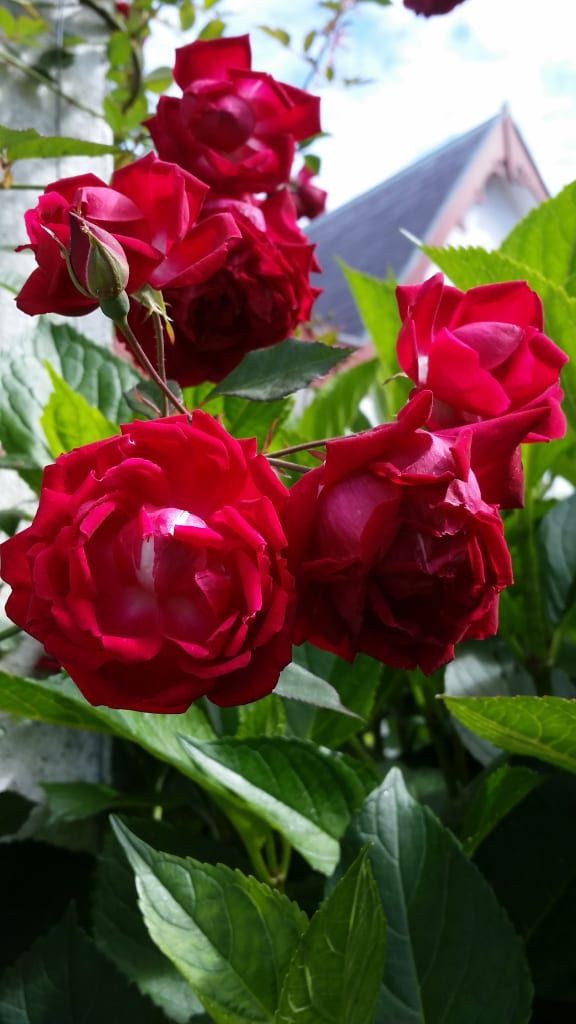 Blooming with history: bringing back NZ's heritage roses | RNZ