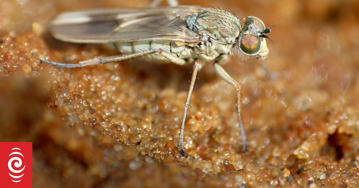 Rare fly discovery gets scientists buzzing | RNZ News