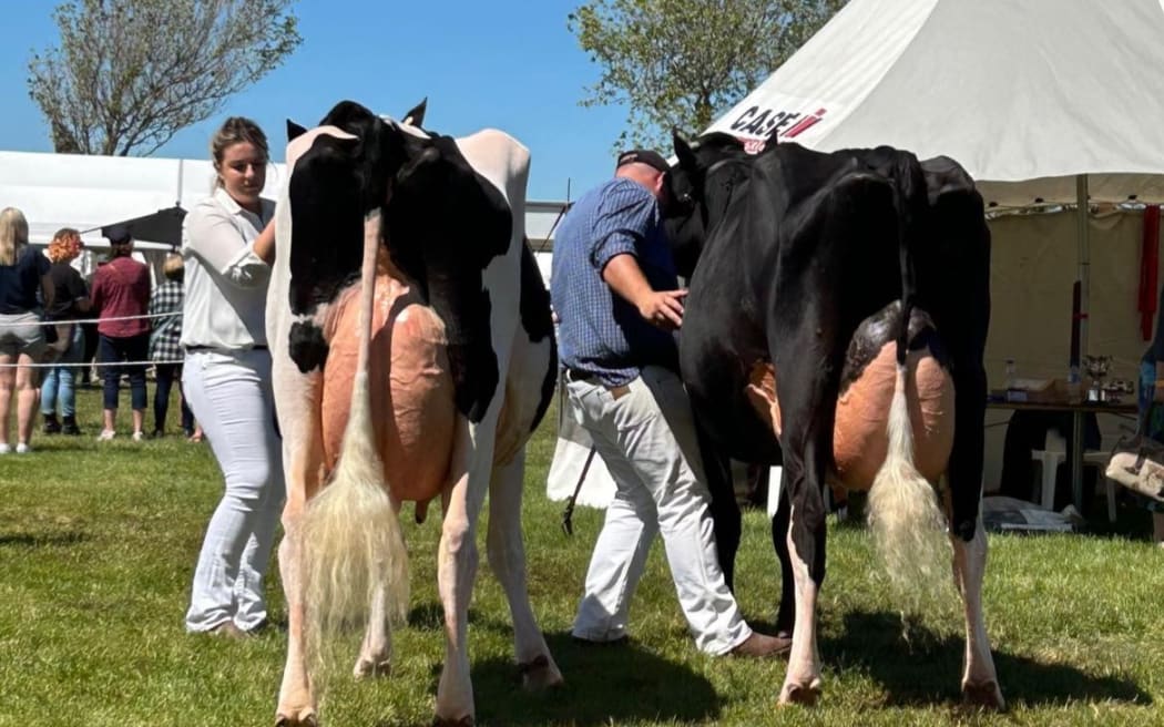 'She's got everything you want in a cow' | RNZ