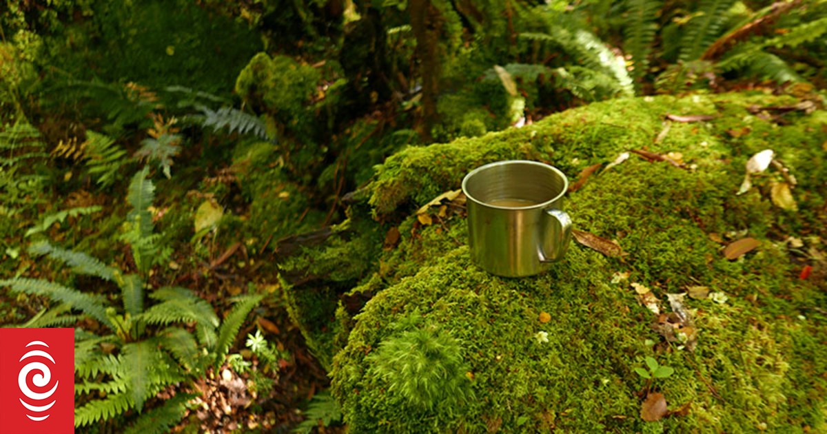 Helping native forests to slow down water | RNZ