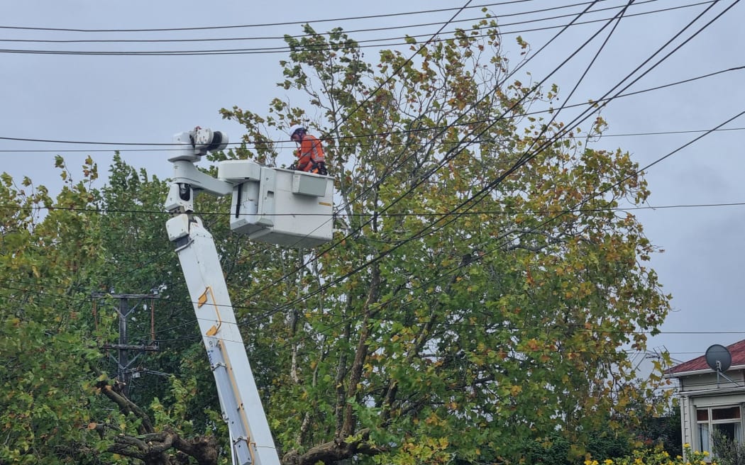 Rule change to protect powerlines from being hit by trees | RNZ News