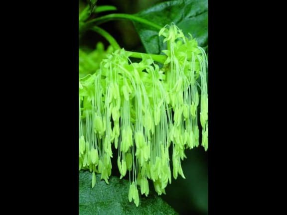 New Zealand's Native Trees | A Gallery from Nine To Noon | RNZ National