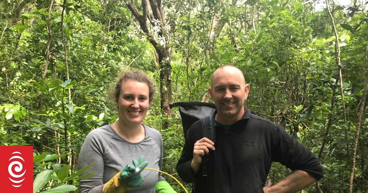 Bird monitoring on the Noises Islands | RNZ