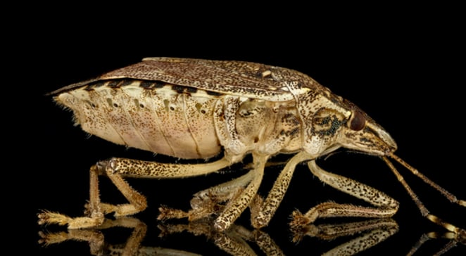 The samurai wasp and the stink bug | RNZ