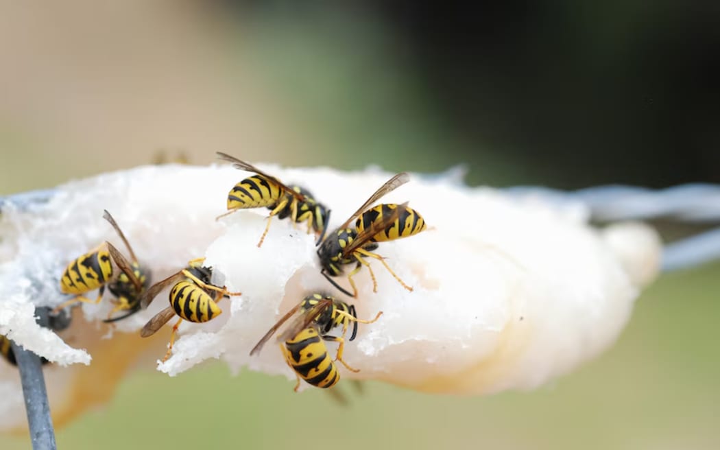 Huge 40-litre European wasp nest found in West Australian town | RNZ News