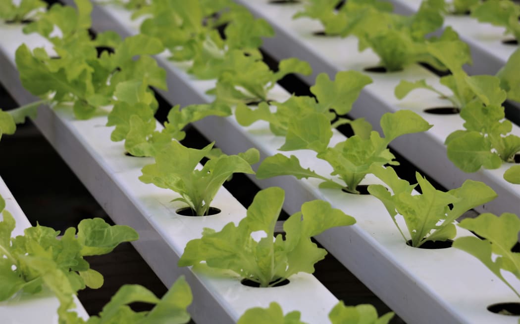 A green fingered grower with tunnel vision | RNZ