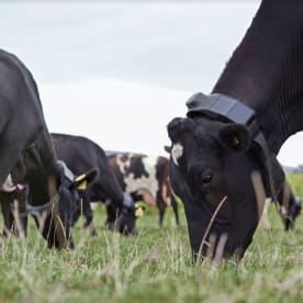 Craig Piggott - From space rockets to 'cowgorithms' | RNZ