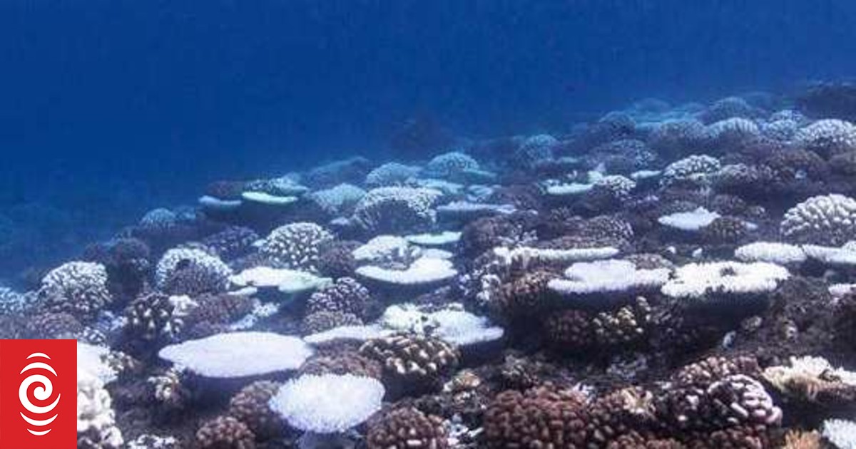 'Barren underworld' - coral bleaching and the perilous forecast for ...