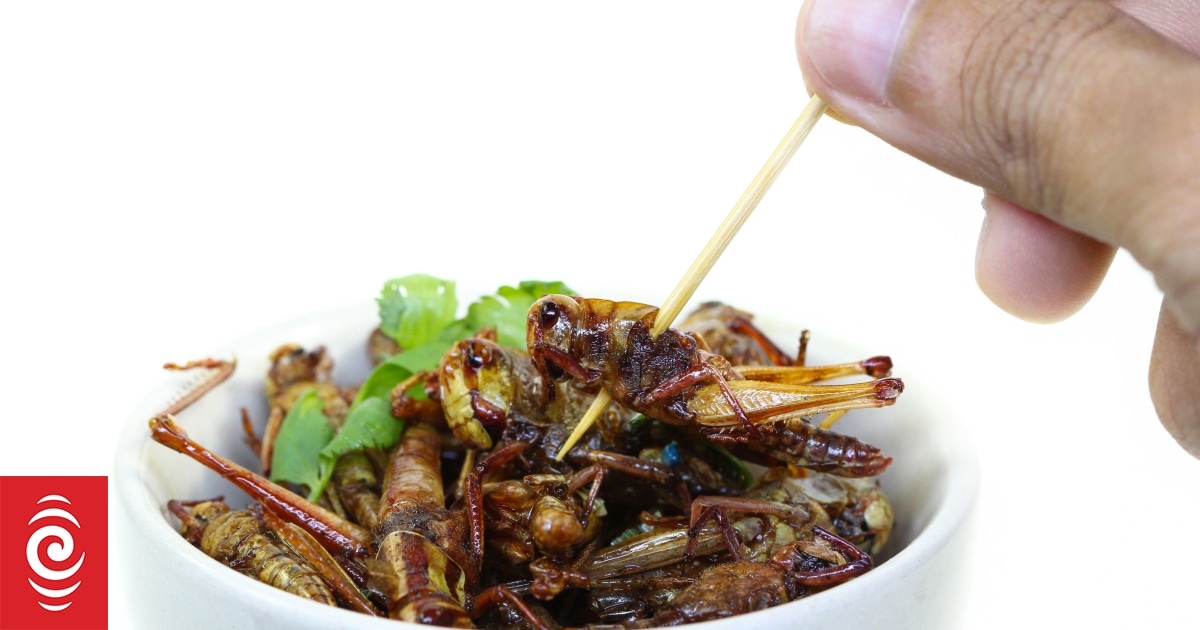 NZ researchers explore benefits of crickets to gut health | RNZ