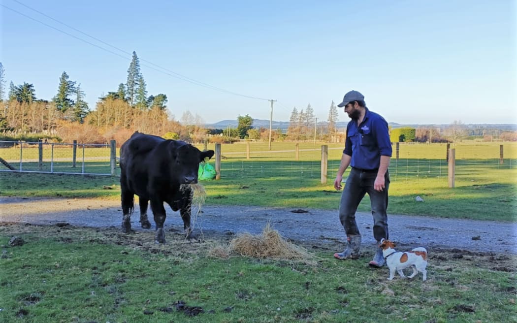 A year on the farm: 'The young bull's semen is not that active' | RNZ