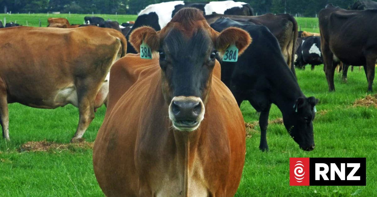 Dairy producer welcomes organic dairy hub | RNZ