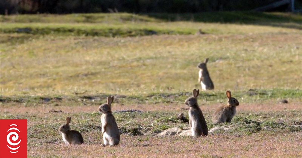 Long-awaited rabbit virus released | RNZ News