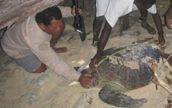 Conservationists struggle to repair Solomons turtle habitats | RNZ News