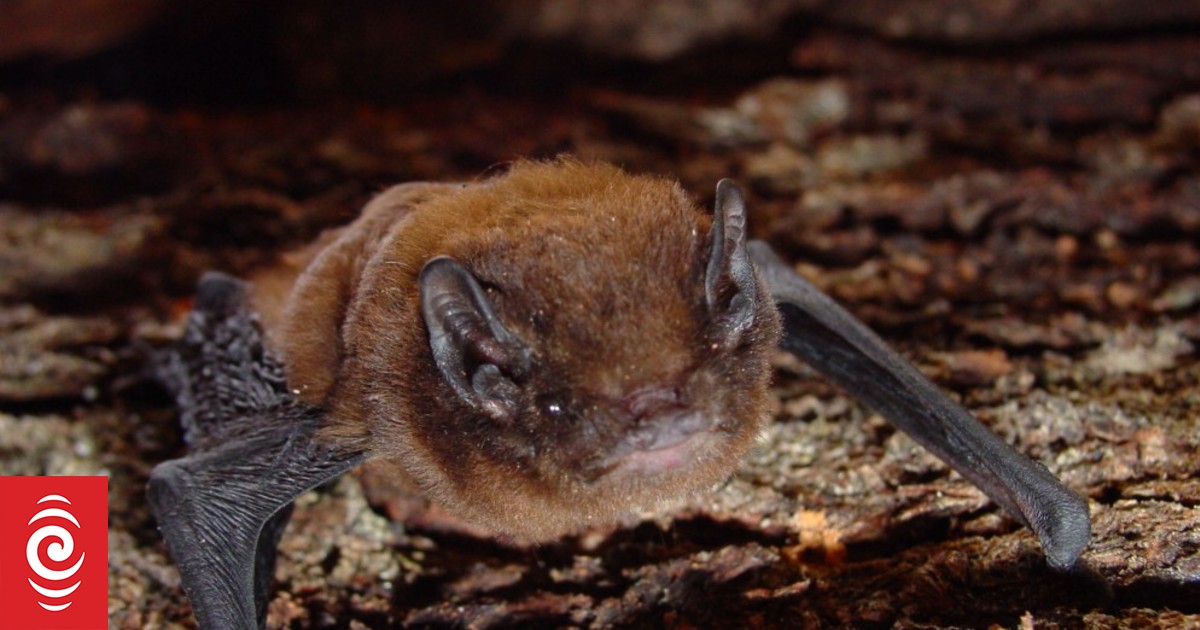 Fight to protect Hamilton's rare bats heads to Environment Court | RNZ News
