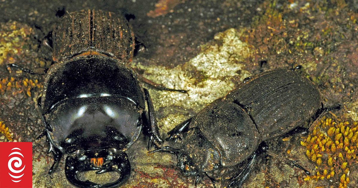 Critter of the Week | RNZ