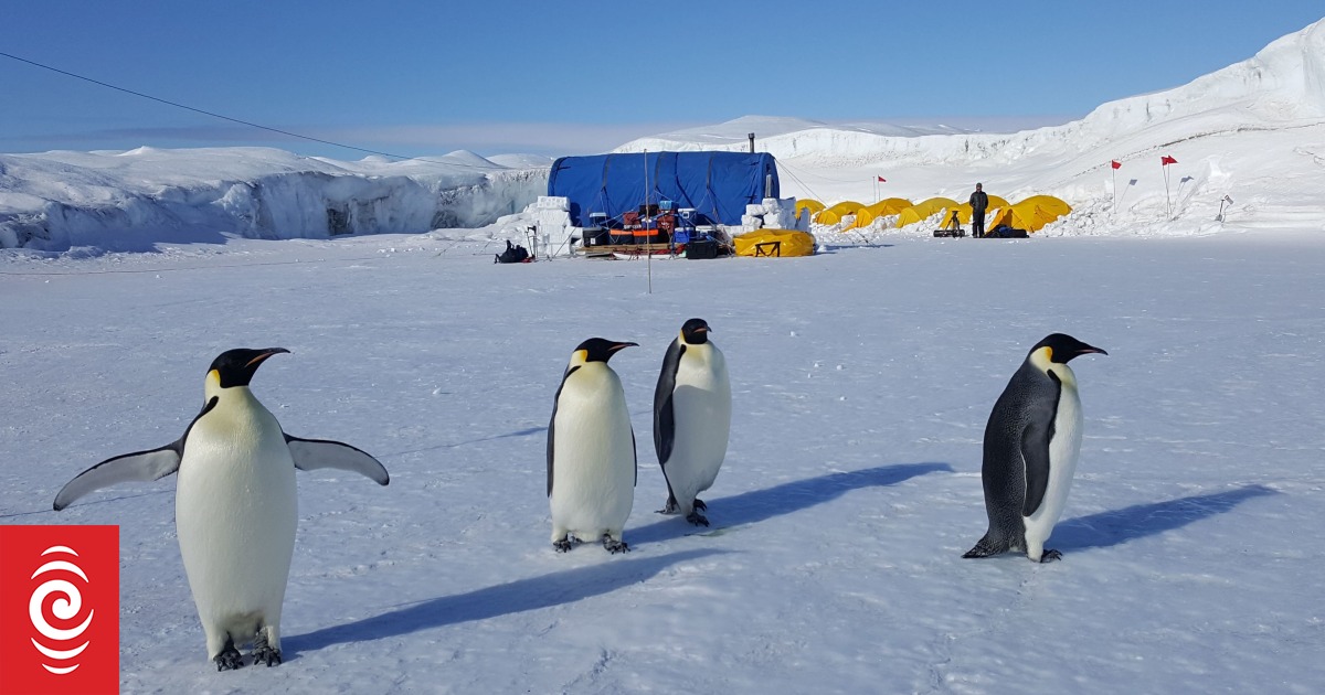 Deep dives and epic journeys: Return of the emperor penguins | RNZ News