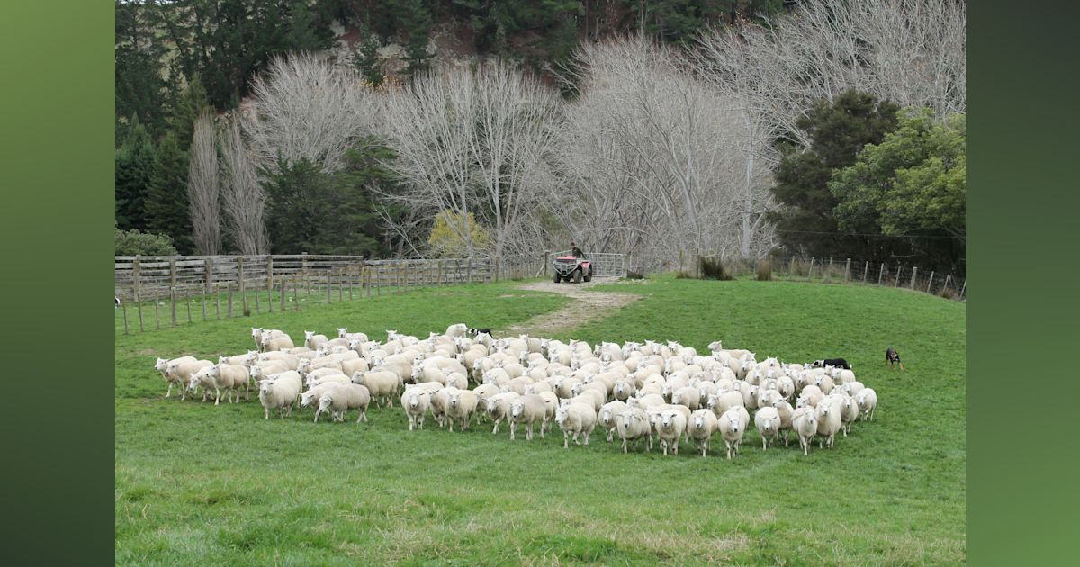 Country Life for Friday 26 July 2019 Country Life | RNZ