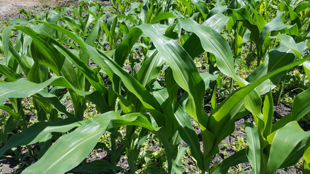 Maize crops sick, seeds failing | RNZ News