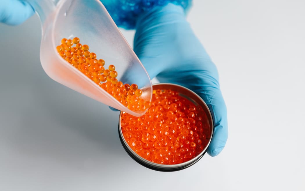 Reaping pink gold from South Island hydro canals - caviar harvest | RNZ