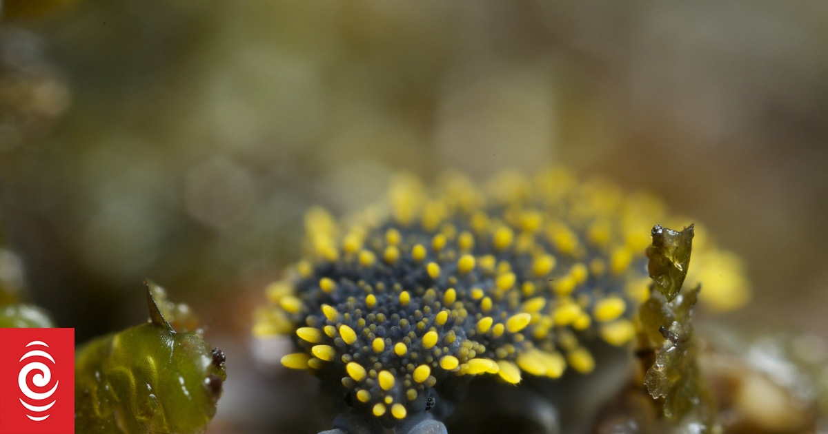 Critter of the Week: The New Zealand Giant Springtail | RNZ