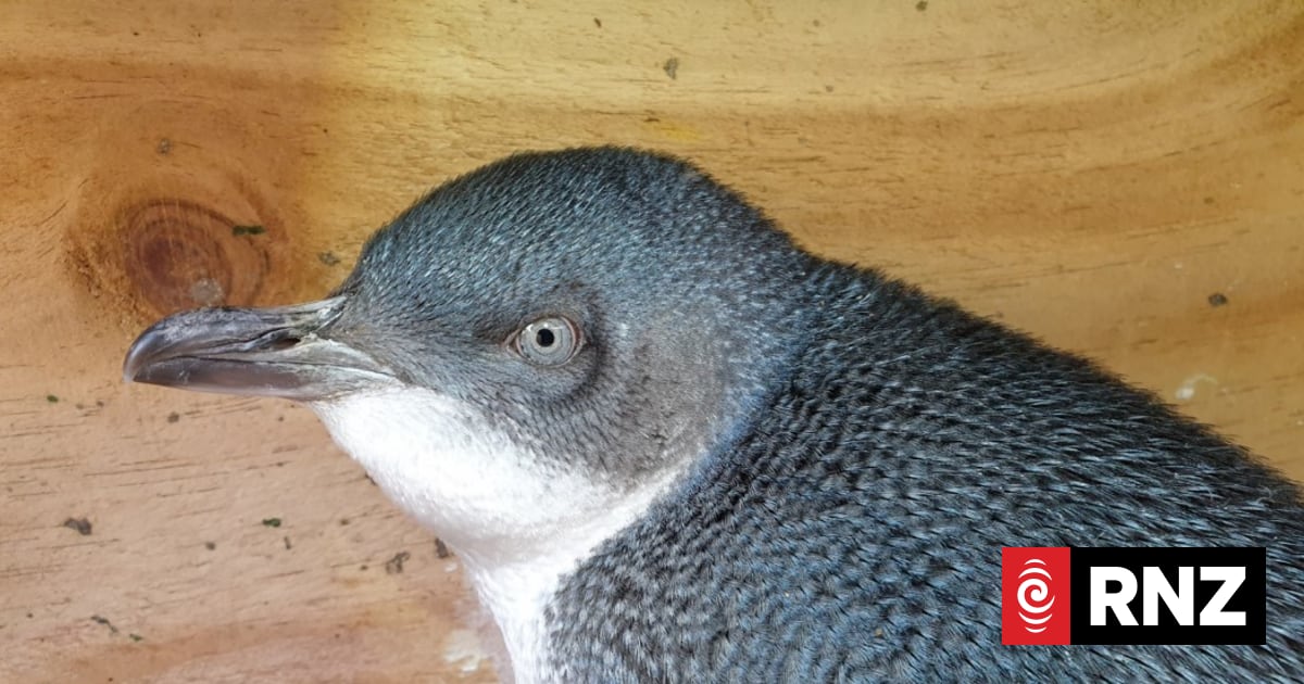 Dogs kill four little blue penguins in capital in a month | RNZ