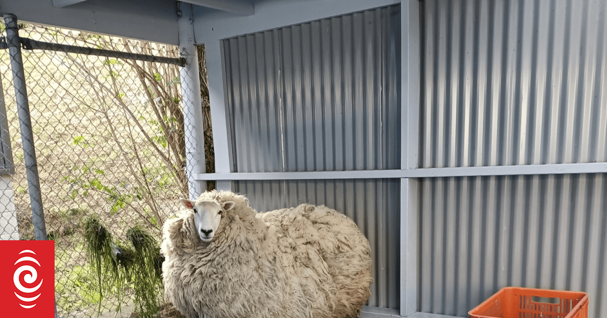 'Quiet lawn mower' with survival story seeks mob: Millie the sheep is ...