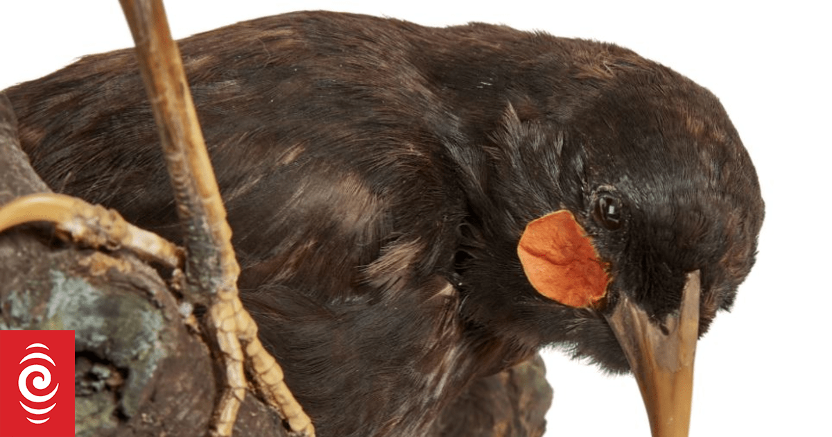 Return of the huia? Why Māori worldviews must be part of the ‘de ...