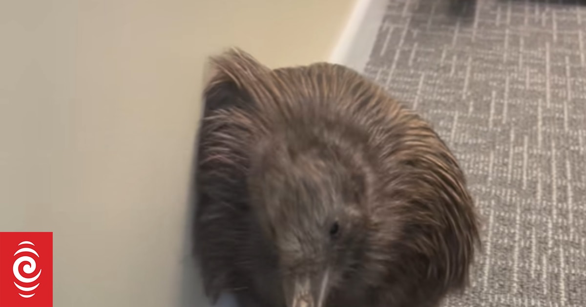 Worm-loving rescued kiwi melts hearts online | RNZ