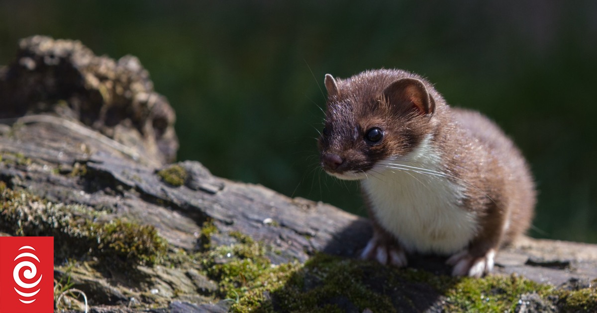 Stoat hunt: Great Barrier Island operation being scaled back | RNZ News