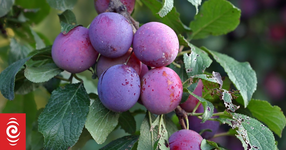Fruit and Vege Report with Glenn Forsyth | RNZ