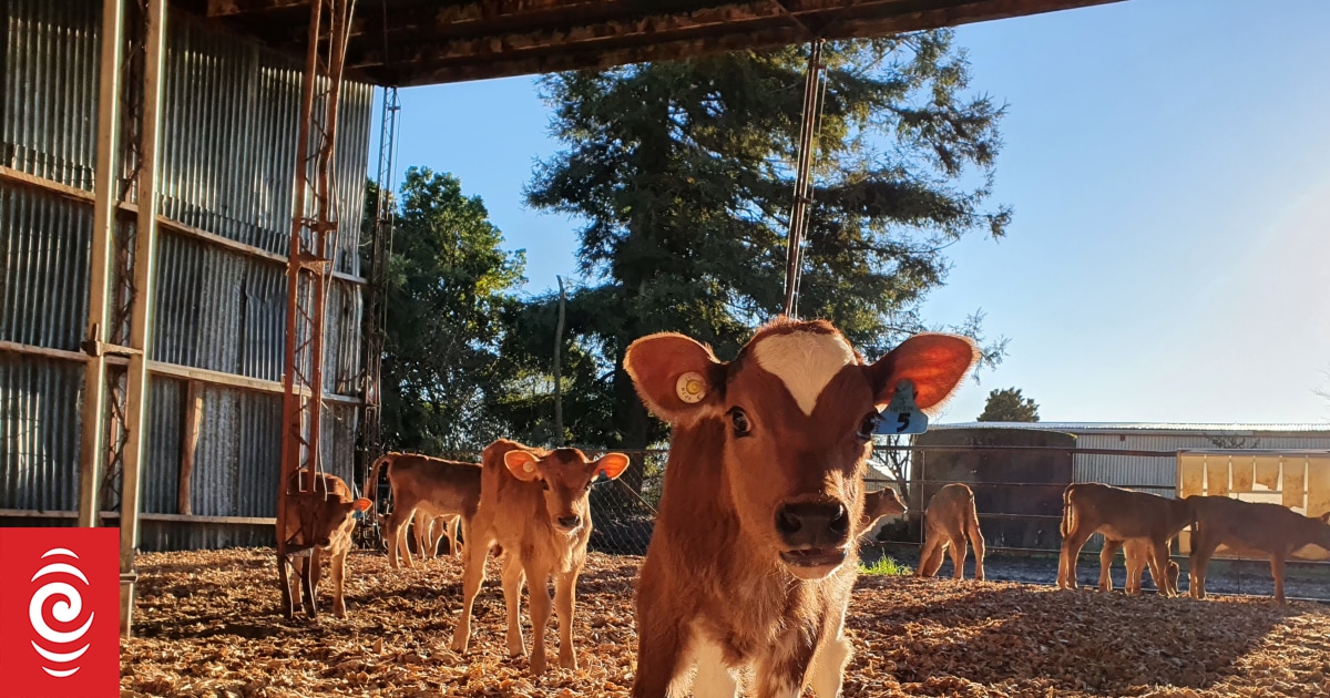 It's calving time | RNZ News