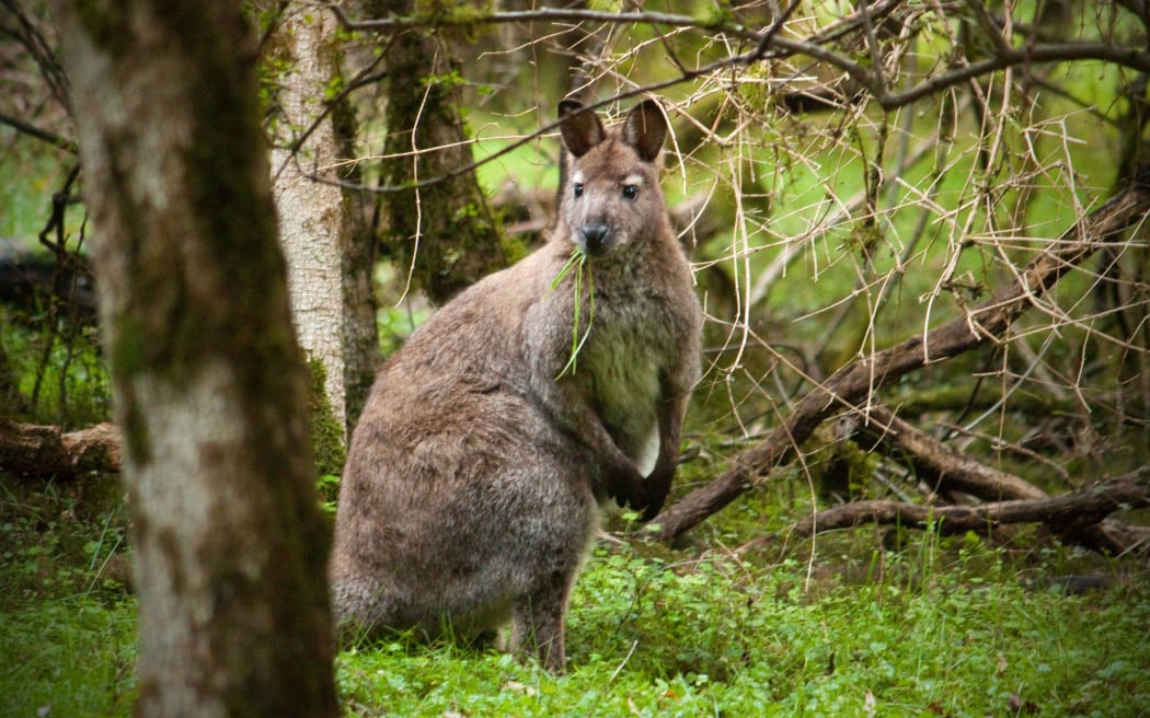 Wallabies spread to the Otago Rail Trail | RNZ News