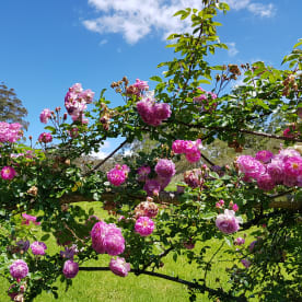 Blooming with history: bringing back NZ's heritage roses | RNZ