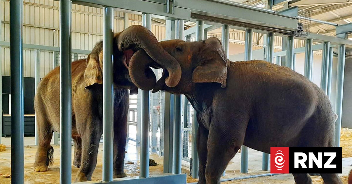 Watch: Auckland elephant Burma has first 'trunk-to-trunk' connection in ...