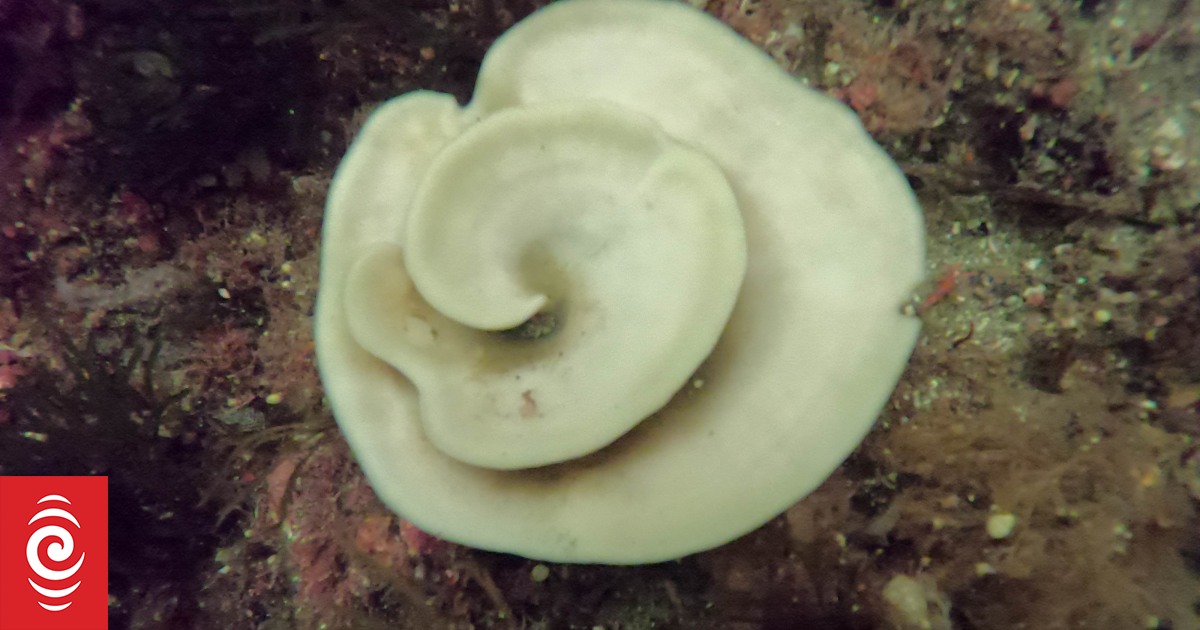 Damage from mass sea sponge bleaching worsens | RNZ
