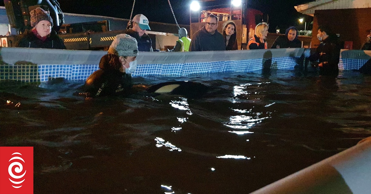 'Credible' sighting of pod near where baby orca stranded | RNZ News
