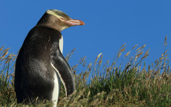 Environment | RNZ News