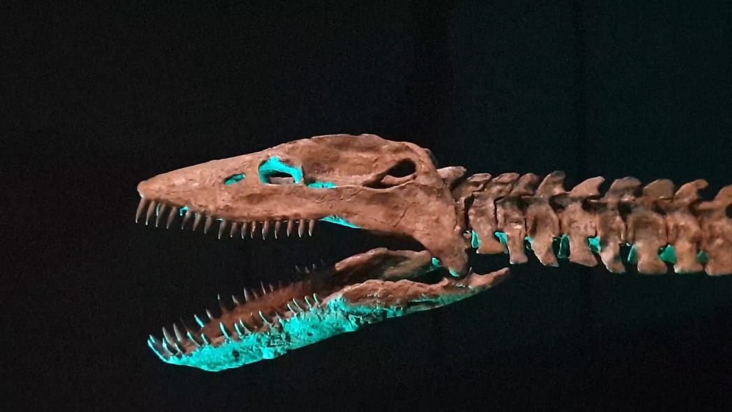 Prehistoric monsters of the deep take over Otago Museum | RNZ