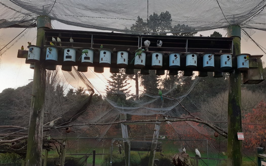 'It's not right to keep birds in cages' - Whanganui councillors fight ...