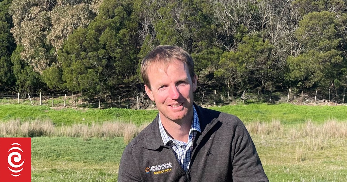 Introducing rust fungus to battle Chilean needle grass | RNZ