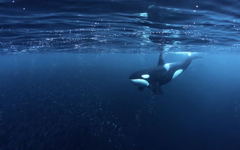 Video of orca deaths shows fisheries monitoring, enforcement works ...
