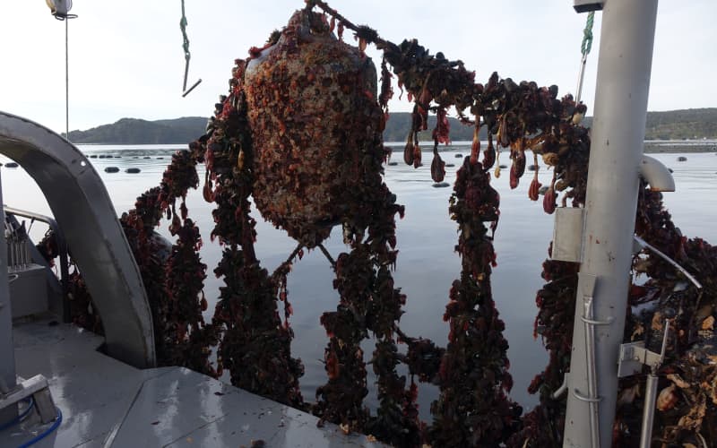Marlborough oyster cull almost done | RNZ