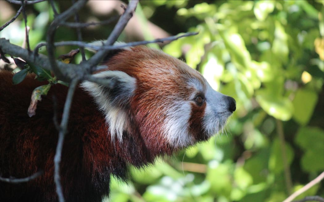 Red panda Sundar dies after decade at Wellington Zoo | RNZ News