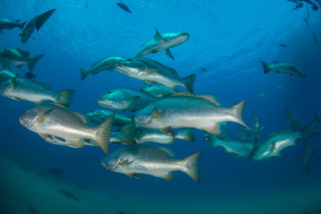 Fishing for the future | RNZ