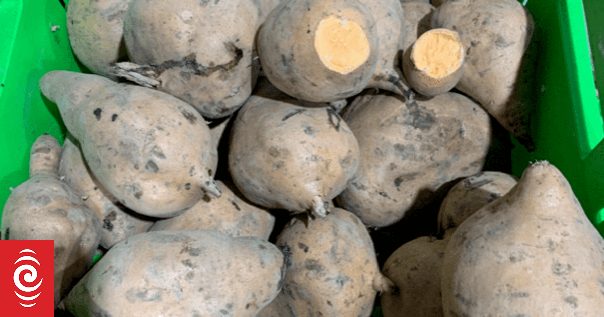 Some vegetable prices double since Cyclone Gabrielle hit crops | RNZ