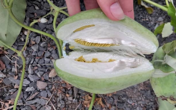Northland woman's 'astounding' effort to tackle thousands of moth ...
